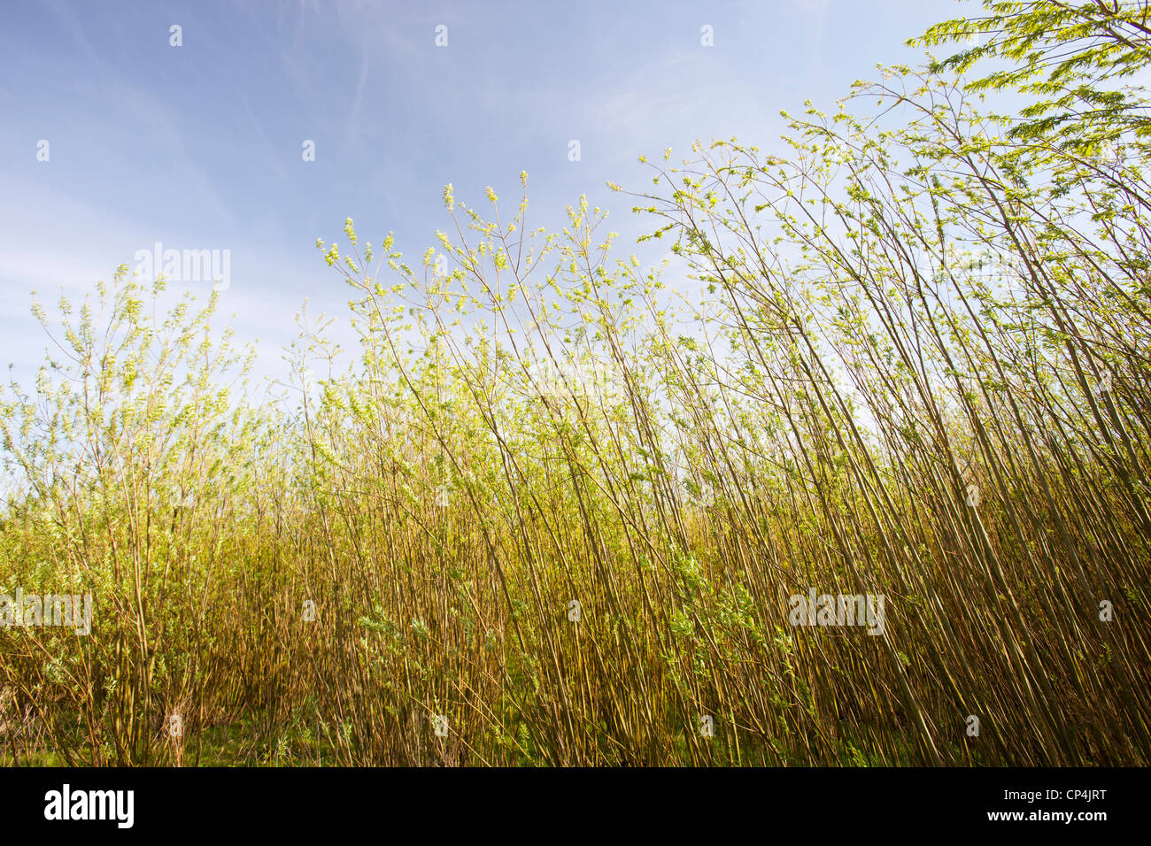 Willow trees biofuel hi-res stock photography and images - Alamy