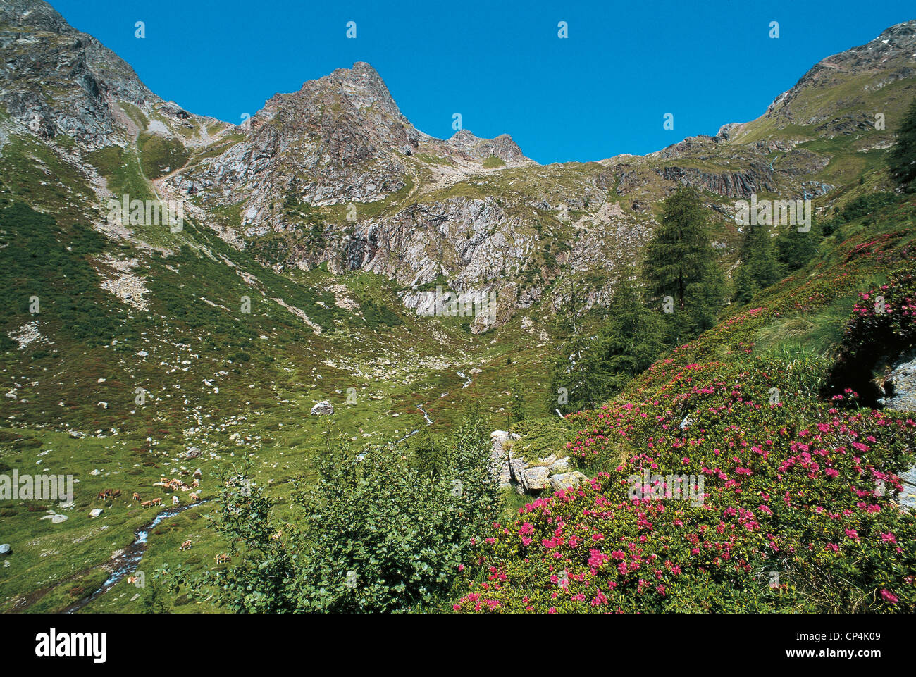 Lombardy Bridge Wooden Valley Dog ' Stock Photo - Alamy