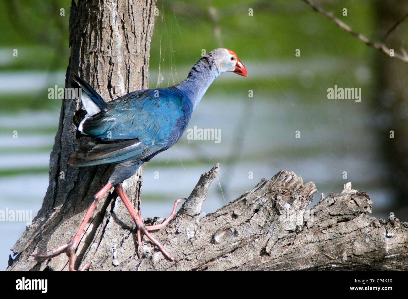 color of nature Stock Photo - Alamy