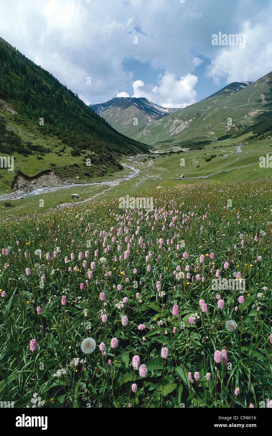 Lombardy Livigno VALLEY OF FREDERICK BLOOM Stock Photo - Alamy