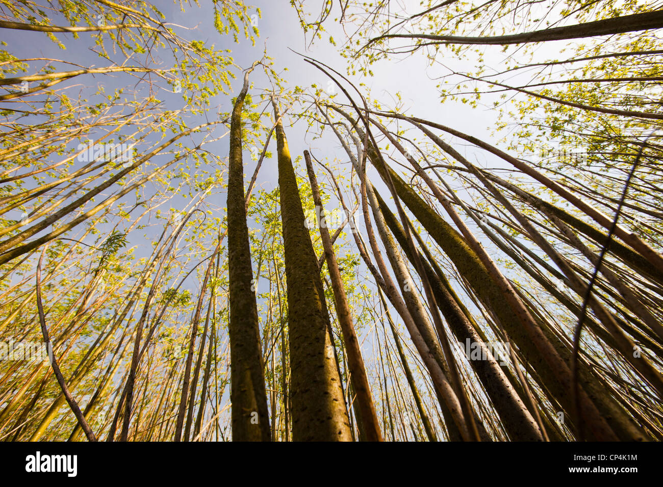 Willow tree hi-res stock photography and images - Alamy