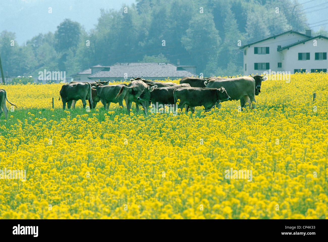 Domat ems hi-res stock photography and images - Alamy