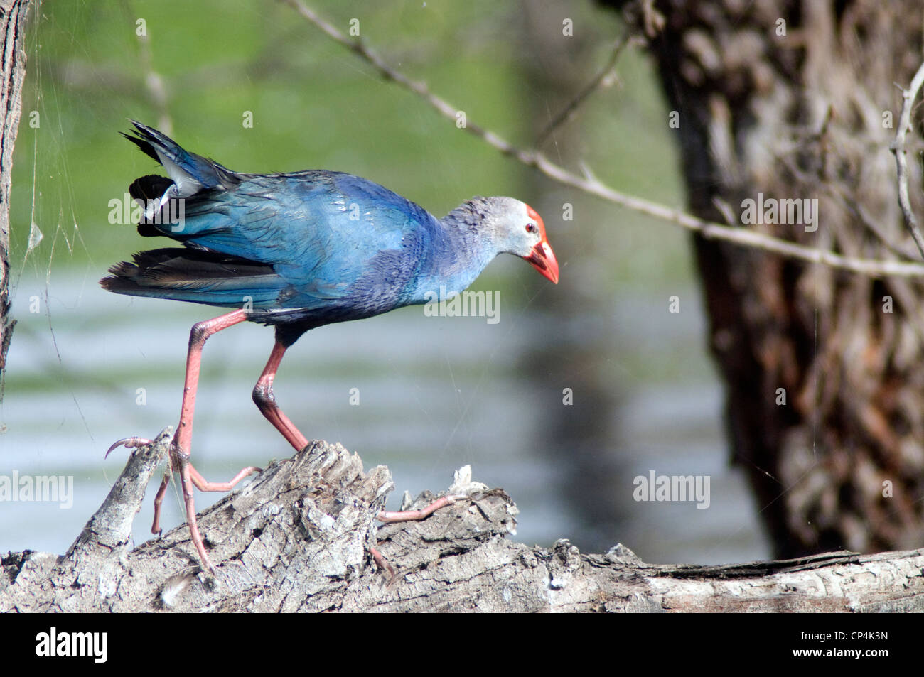 color of nature Stock Photo - Alamy