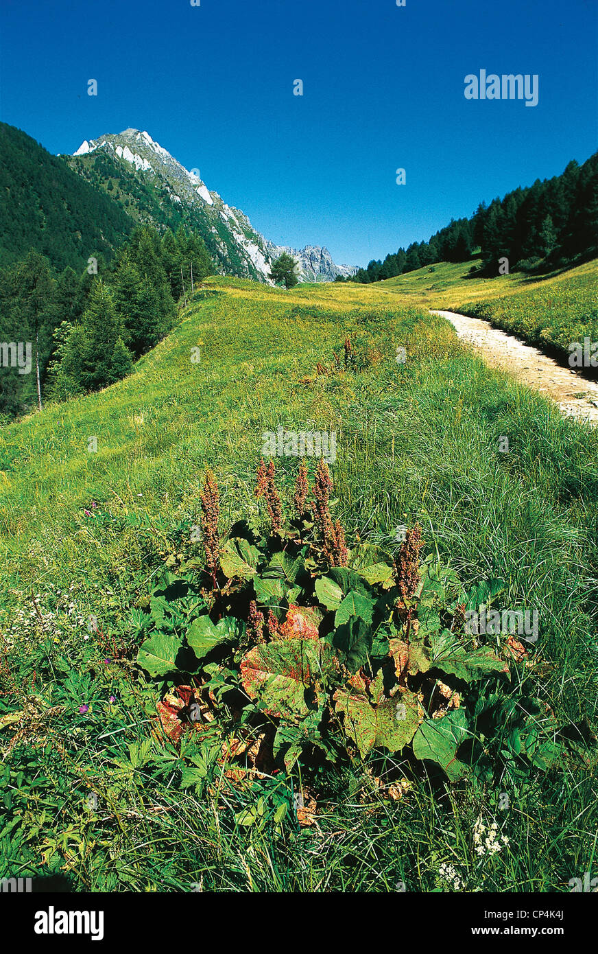 Lombardy Bridge Wooden Valley Dog ' Stock Photo - Alamy
