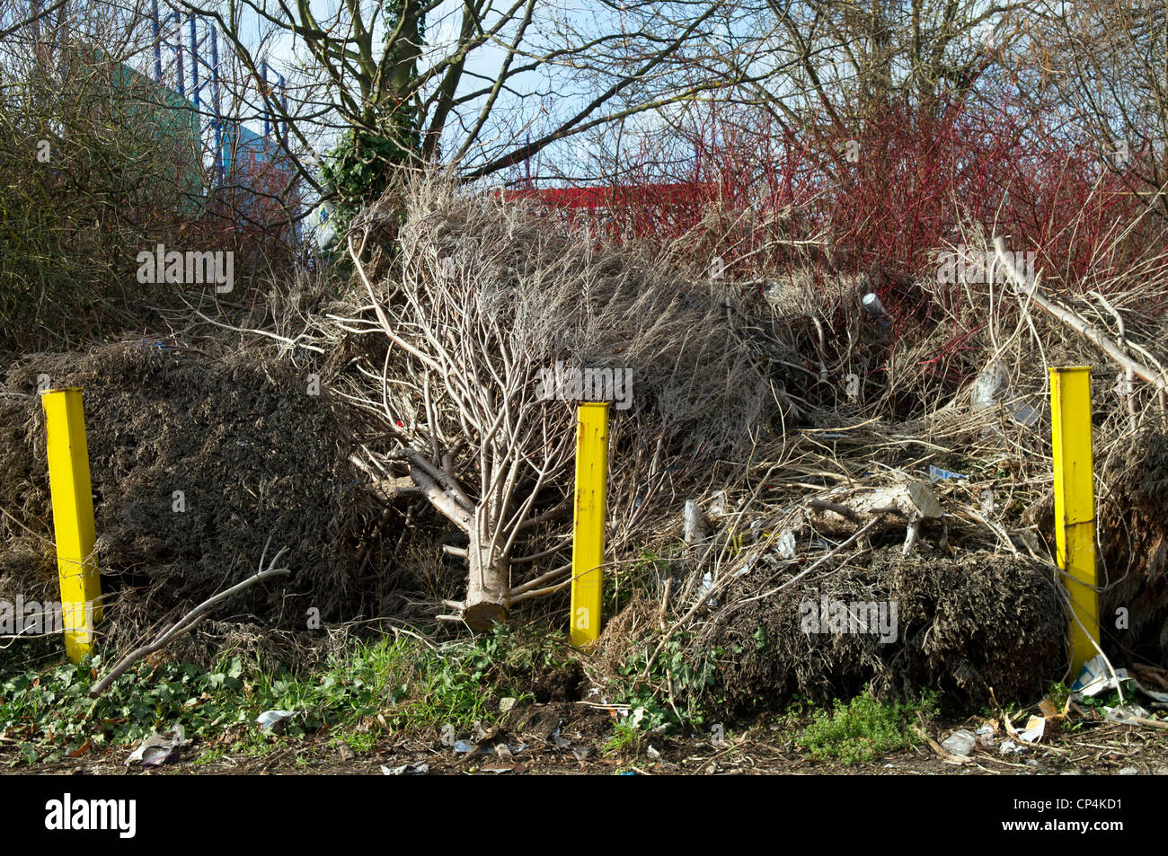Soft rot tree hi-res stock photography and images - Alamy