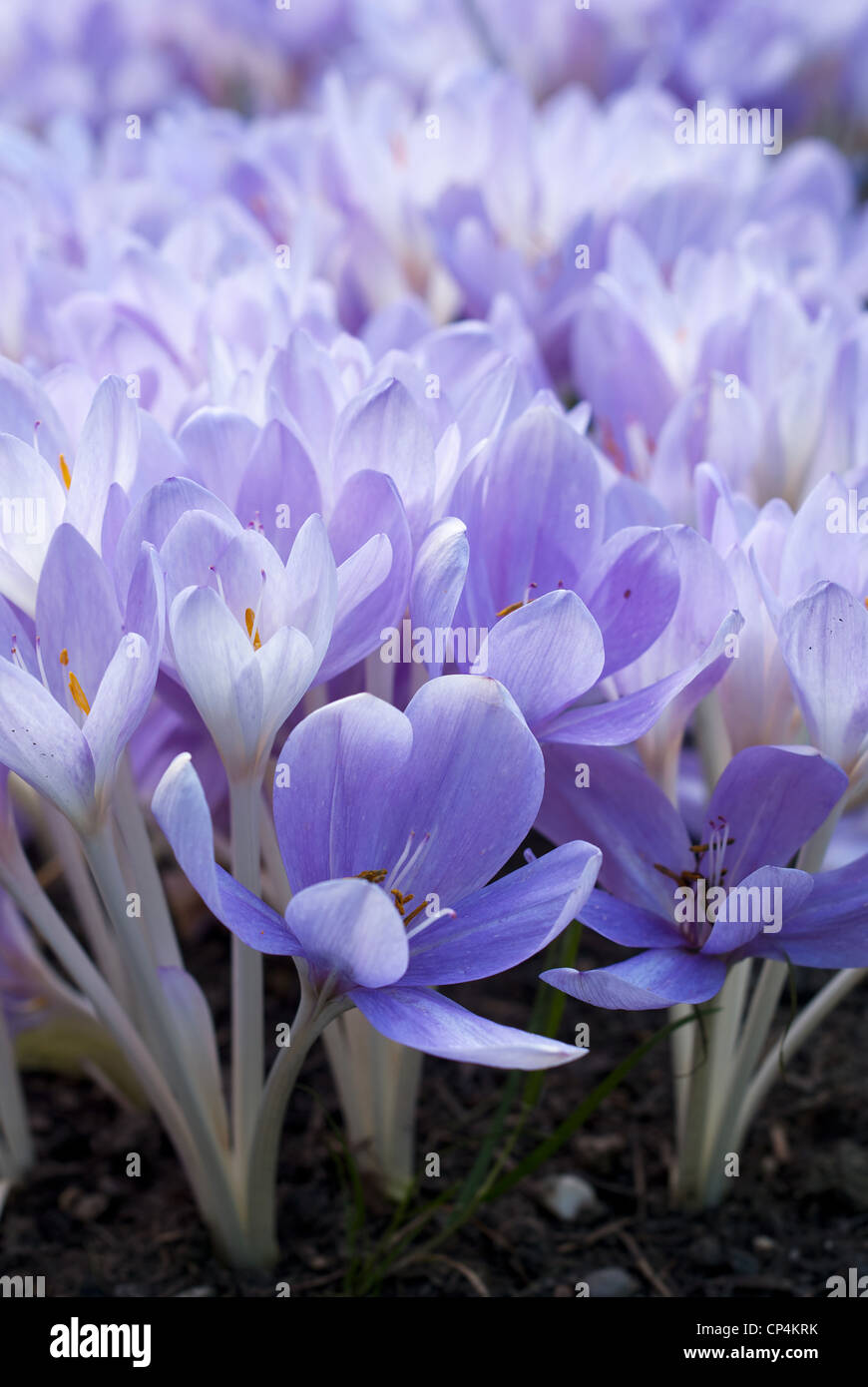 Blooming purple crocus flowers Stock Photo - Alamy