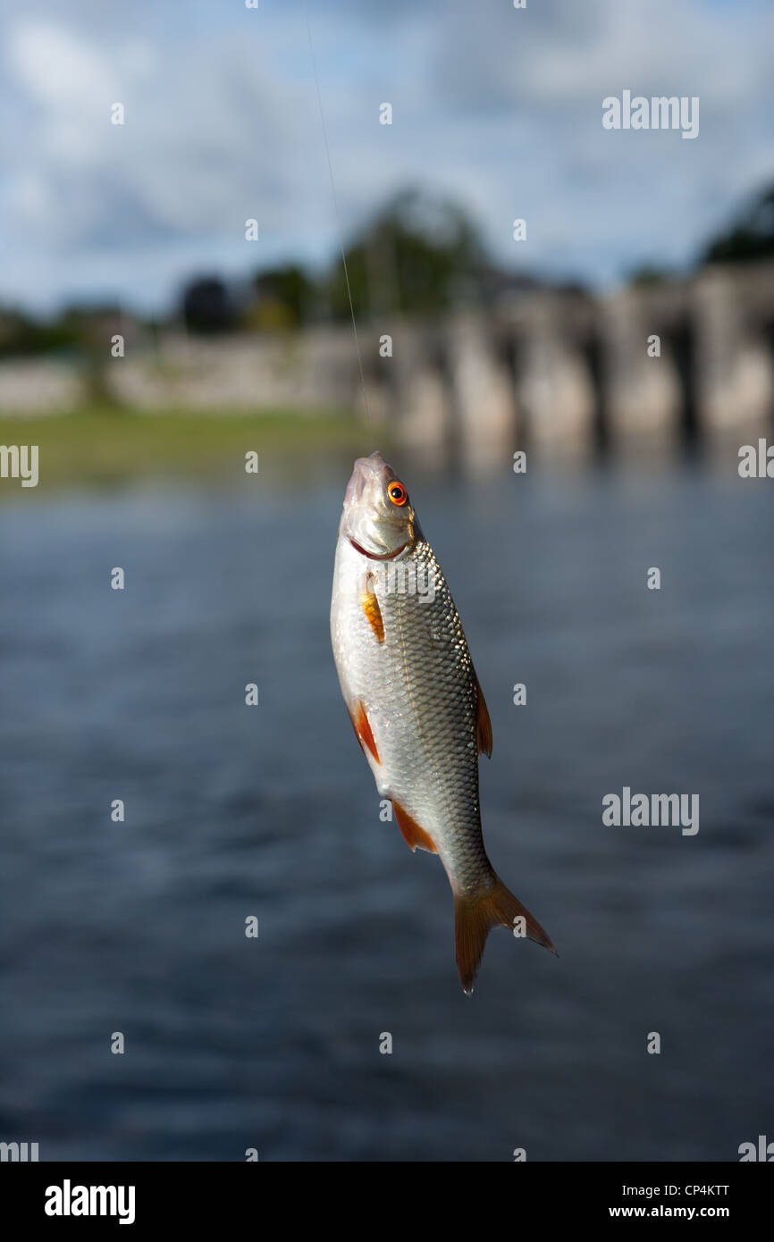 Roche fish caught on River Shannon,Ireland, hooked, baited, caught ...