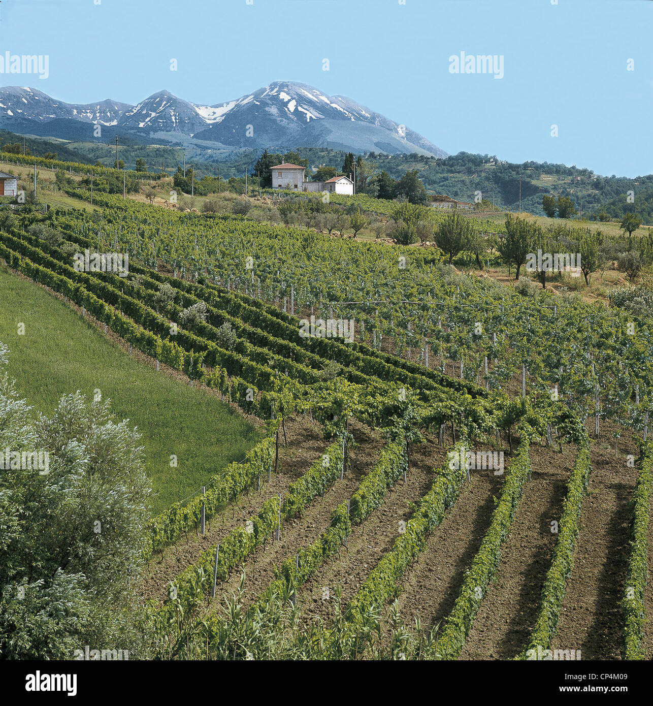 ABRUZZO, Lettomanoppello. VINEYARD Stock Photo - Alamy
