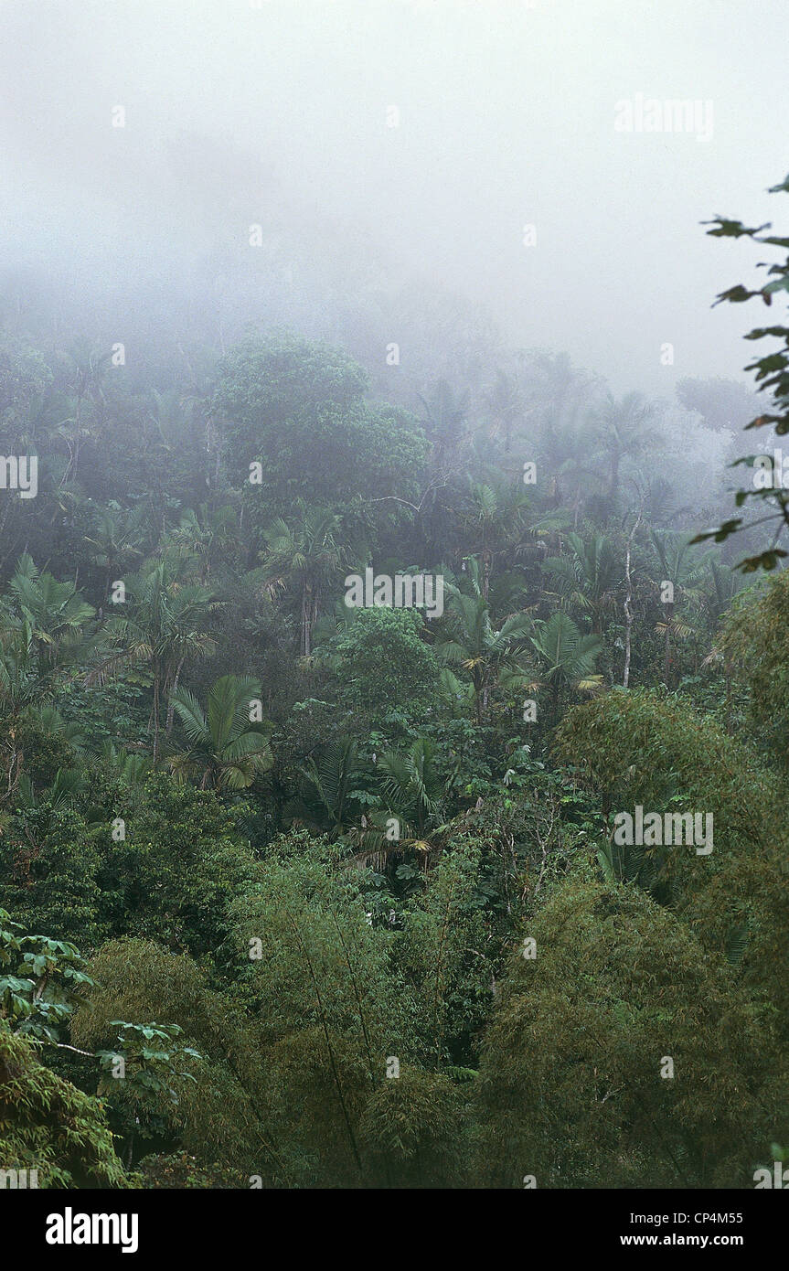Puerto Rico - National Park el Yunque, rain forest Stock Photo - Alamy