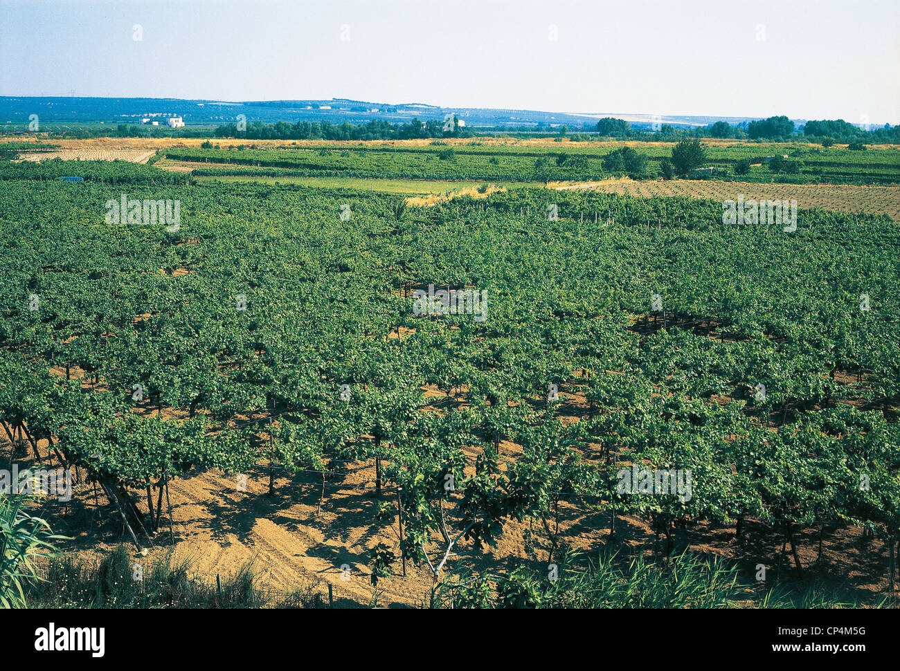 Calabria Ciro 'Marina Vineyards Stock Photo - Alamy