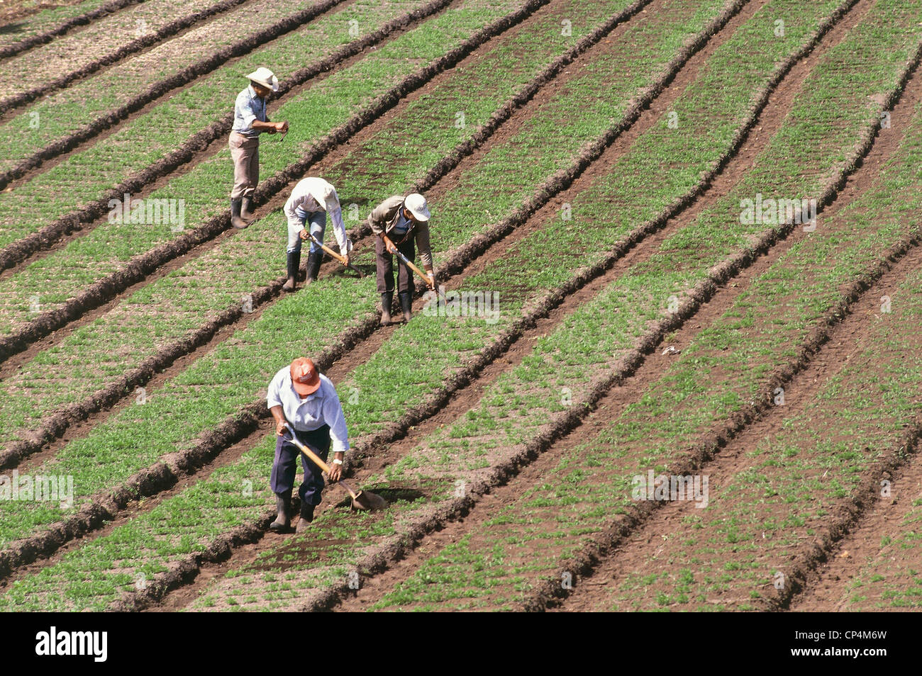 Costa Rica - The farm work near the Irazu Volcano Stock Photo - Alamy