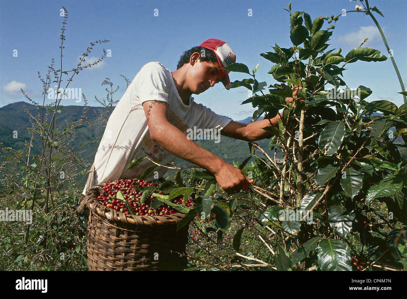 Costa Rica - Orosi Valley. The coffee harvest Stock Photo - Alamy