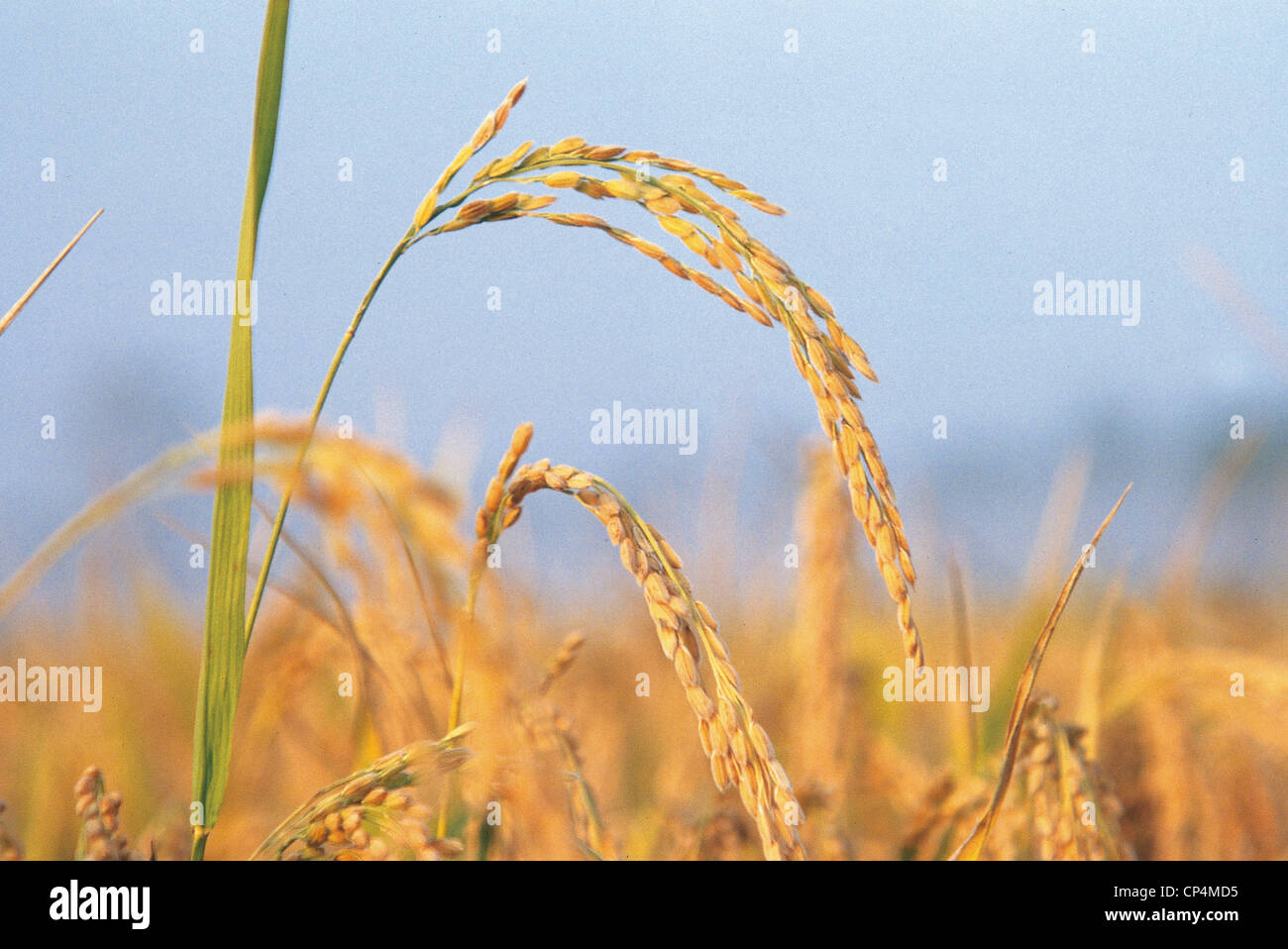 Lombardia - rice plants Stock Photo - Alamy
