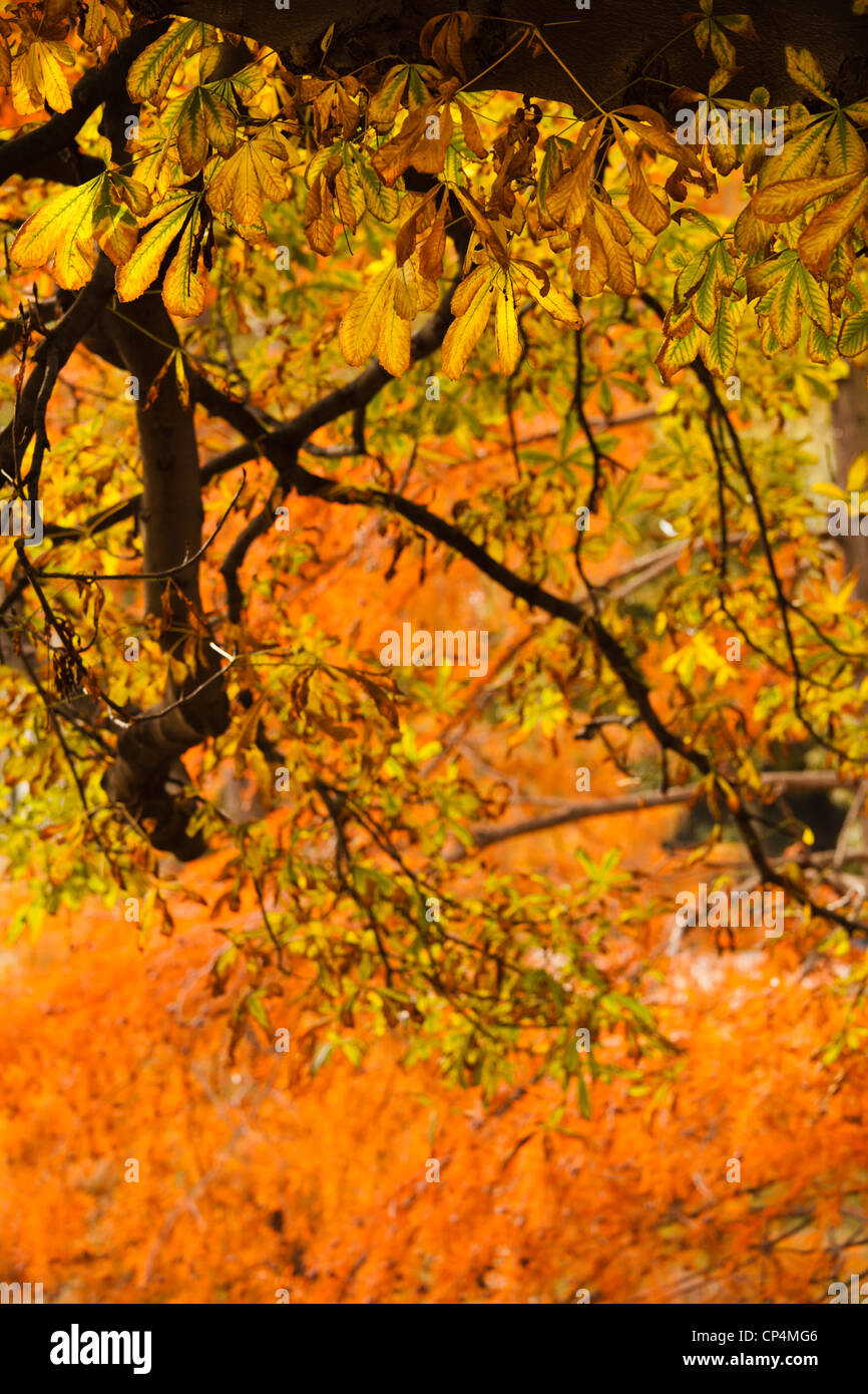 Spain, Madrid, Parque del Buen Retiro park, fall foliage Stock Photo ...