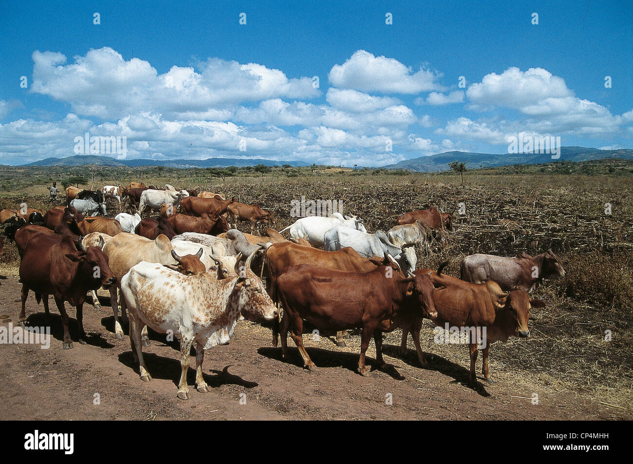 Ethiopian Rift Valley Around Gidole Stock Photo - Alamy