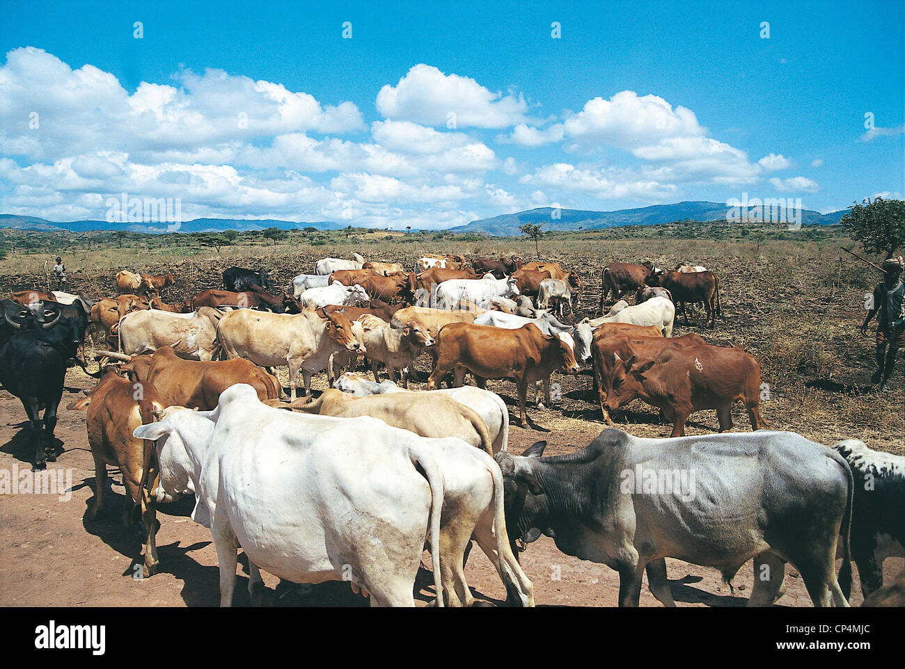 Ethiopian Rift Valley Around Gidole Stock Photo - Alamy