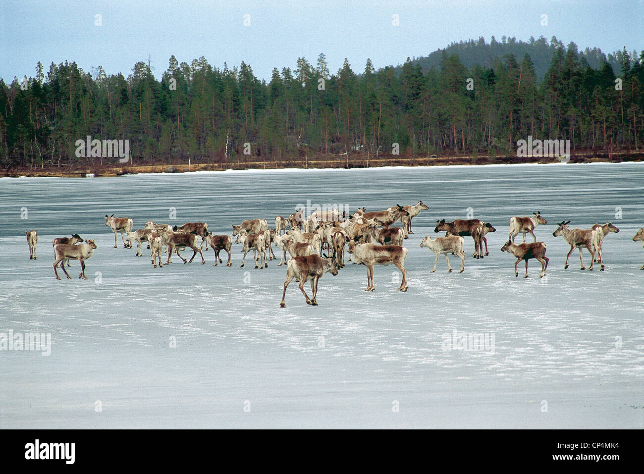 Finland Reindeer Rabbit Inari Stock Photo - Alamy