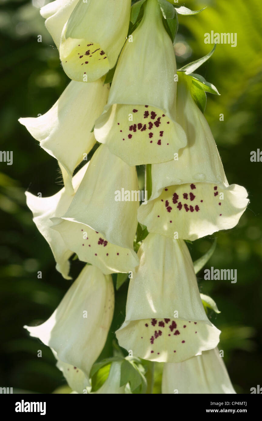Digitalis grandiflora alba hi-res stock photography and images - Alamy