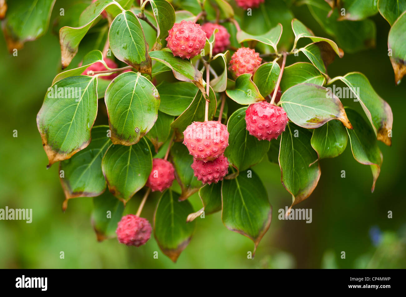 Red pink fruits of Kousa Dogwood, Cornus kousa, Cornaceae Stock Photo ...