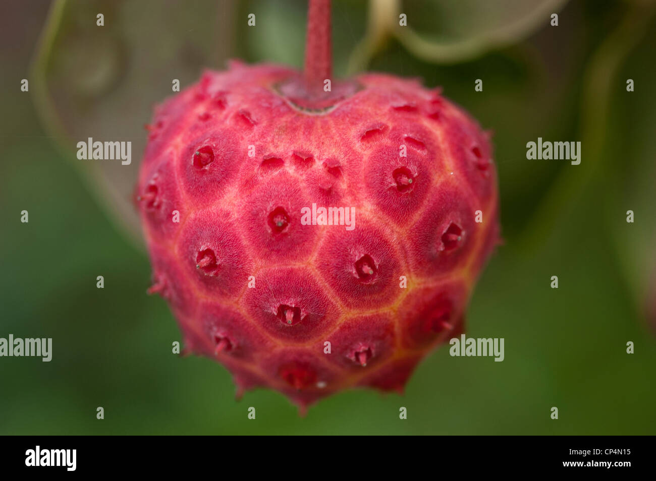Red pink fruits of Kousa Dogwood, Cornus kousa, Cornaceae Stock Photo ...
