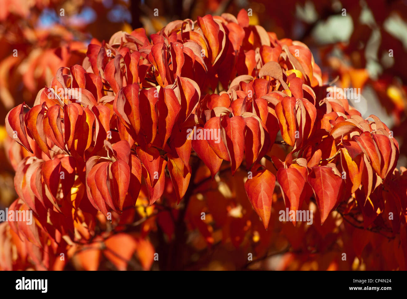 Clusters of vibrant leaves hi-res stock photography and images - Alamy