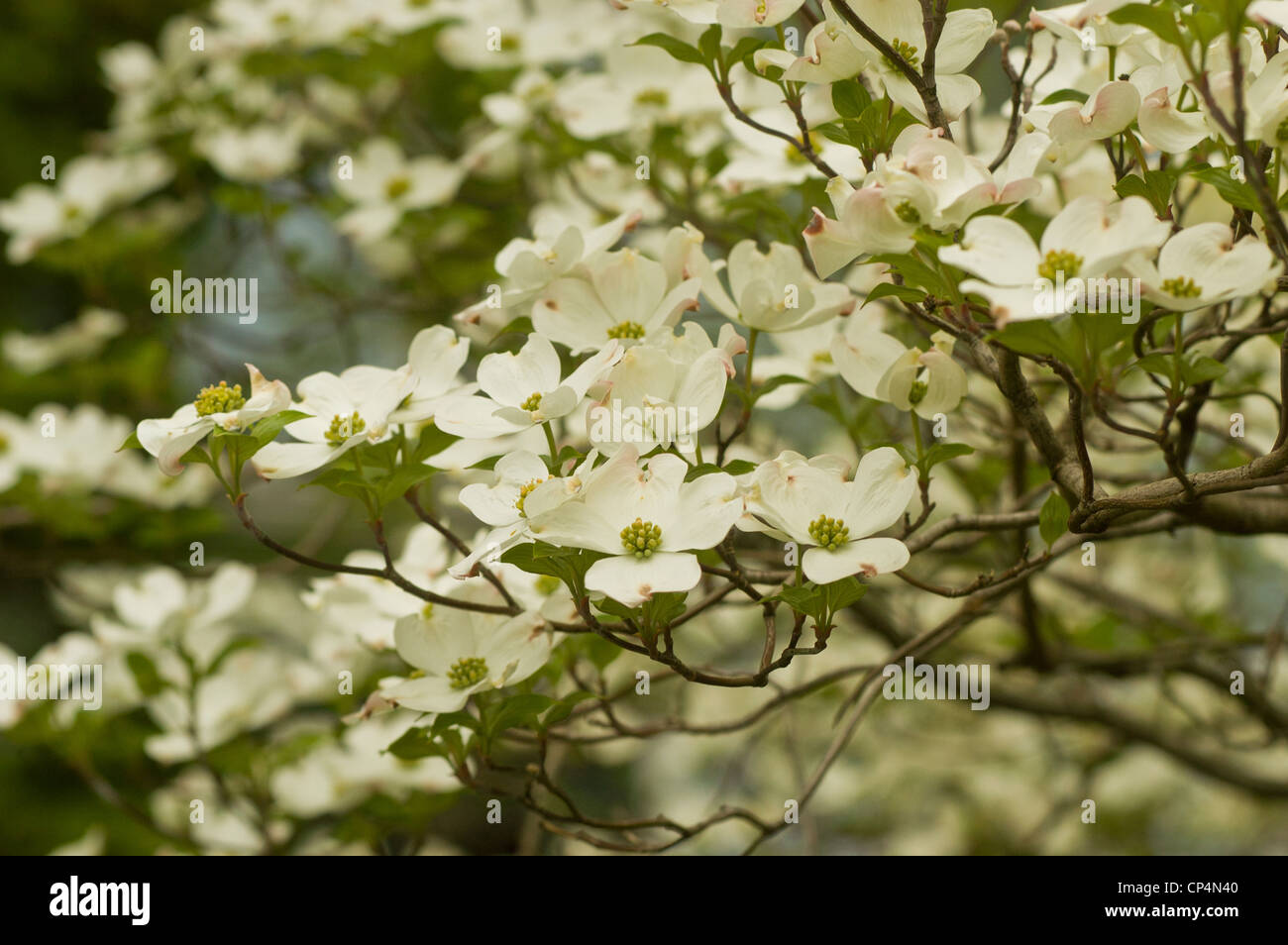 White flowers of Flowering Dogwood, Cornus florida, Cornaceae, Eastern ...