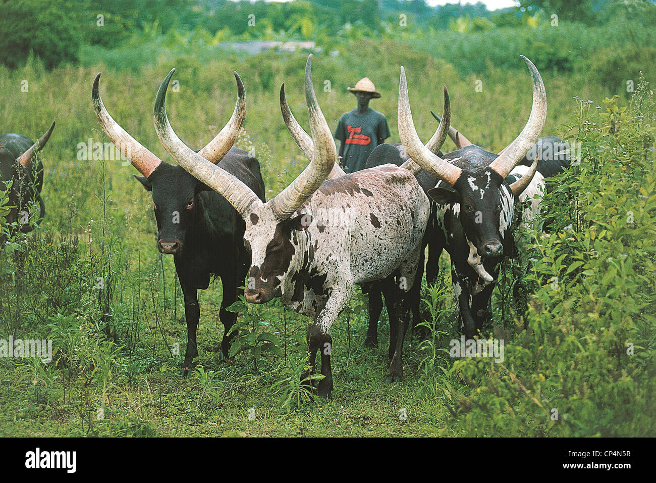 Uganda-Cattle grazing near Entebbe Stock Photo - Alamy