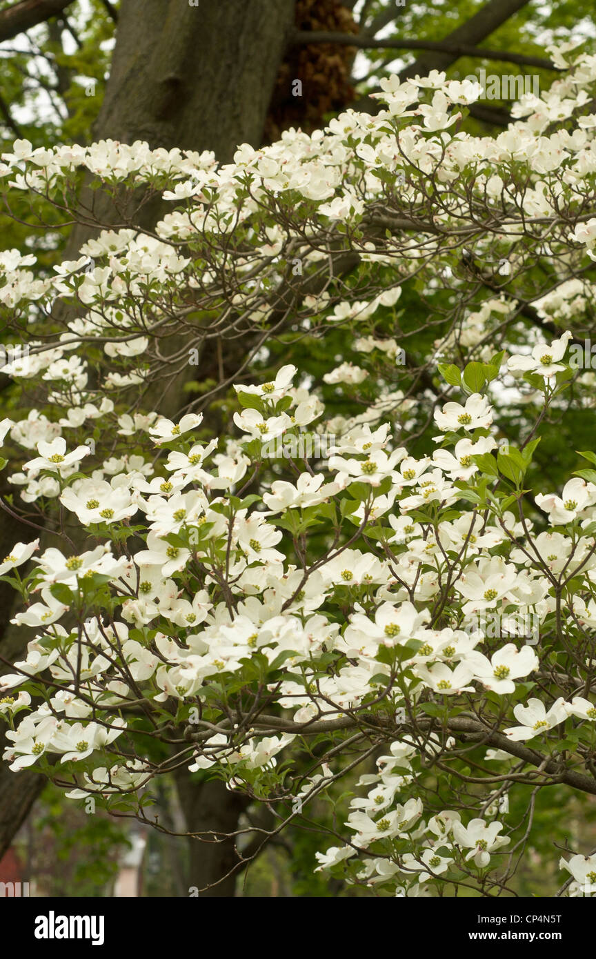 White flowers of Flowering Dogwood, Cornus florida, in bloom. Cornaceae ...