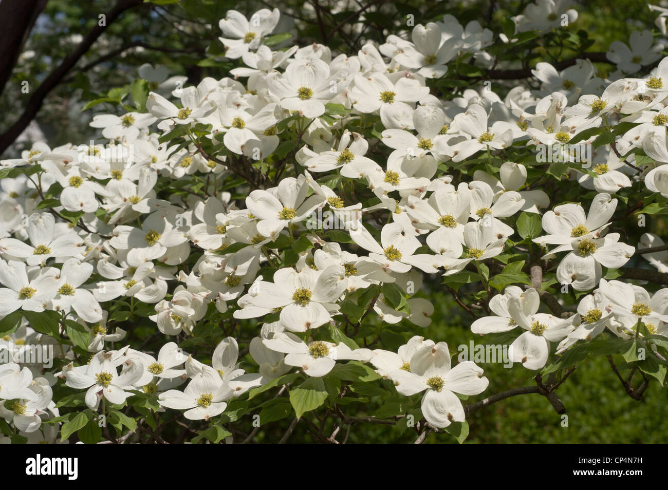 White flowers of Flowering Dogwood, Cornus florida, Cornaceae, Eastern ...