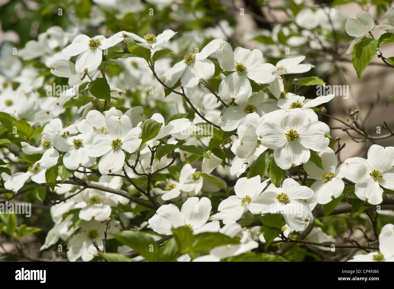 White flowers of Flowering Dogwood, Cornus florida, Cornaceae, Eastern ...