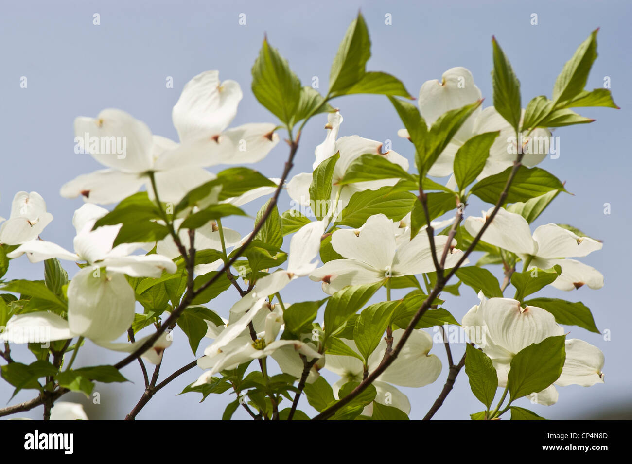 White flowers of Flowering Dogwood (Cornus florida) blooming against a ...