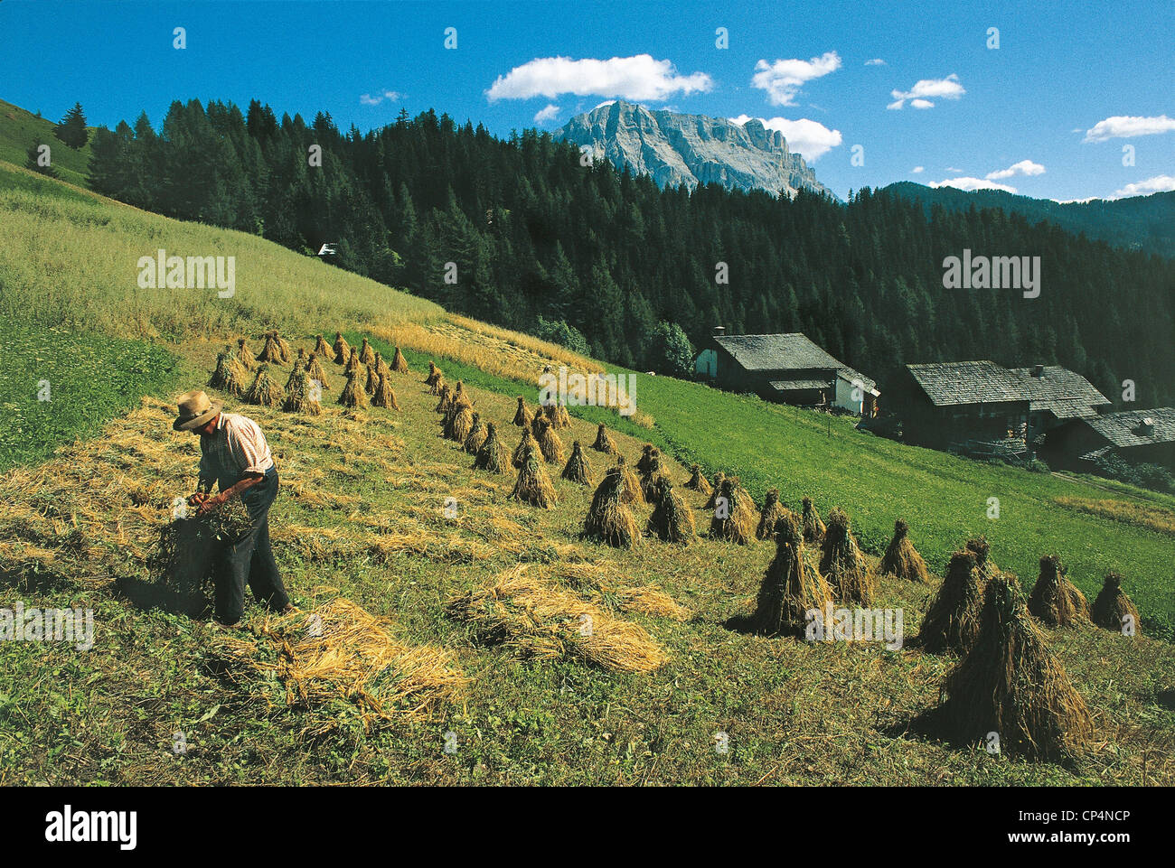 VALLE D'AOSTA Vens FARM WORK Stock Photo - Alamy