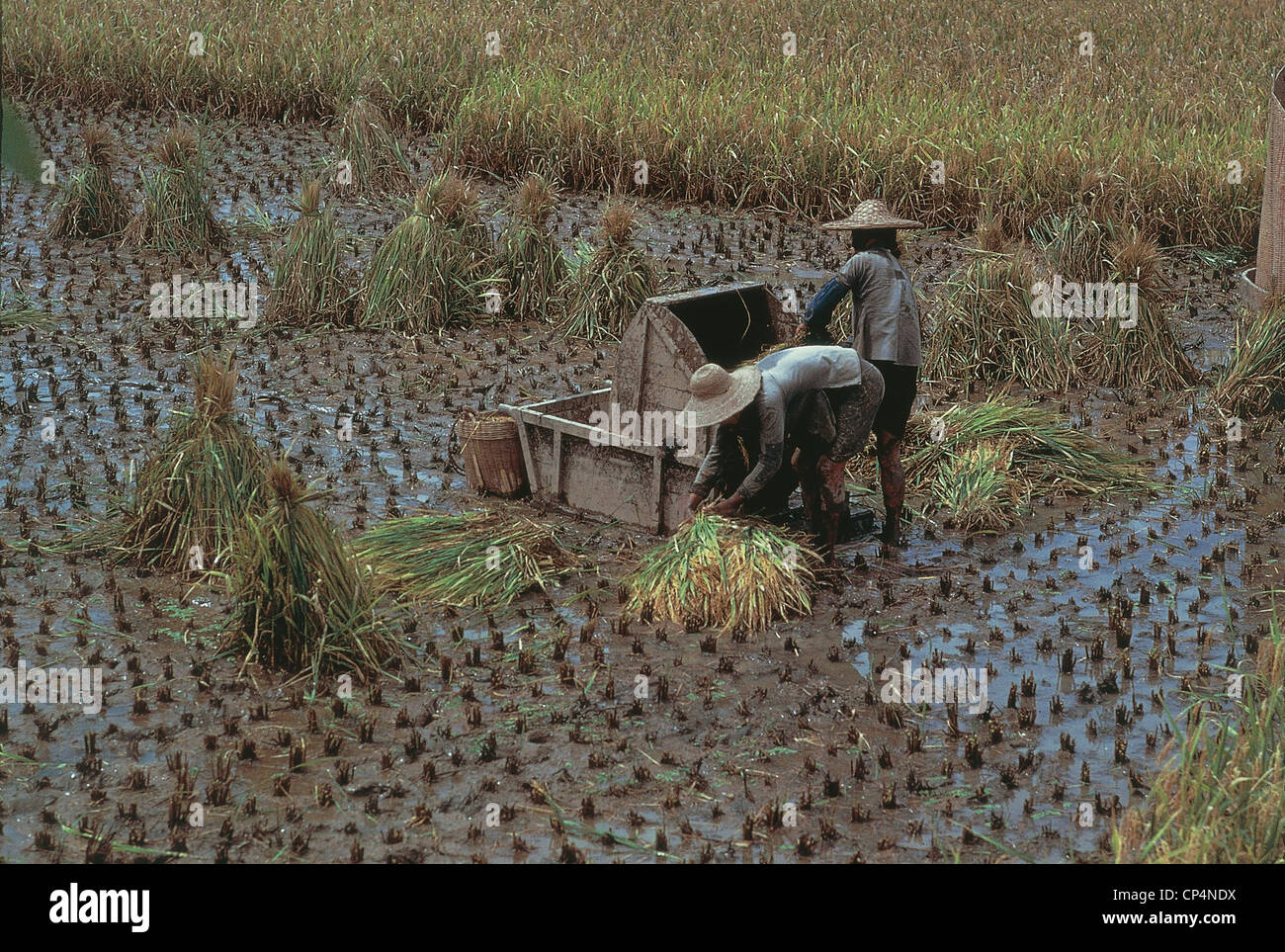 China - Wu Xi, rice harvesting Stock Photo - Alamy