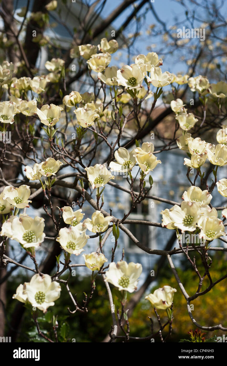 White flowers of Flowering Dogwood, Cornus florida, Cornaceae, Eastern ...