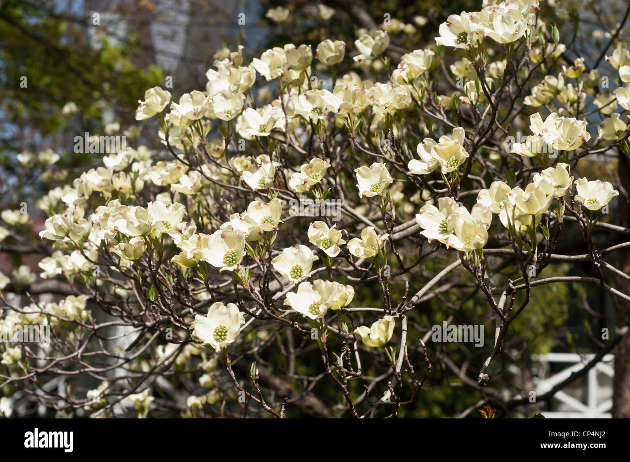White flowers of Flowering Dogwood, Cornus florida, Cornaceae, Eastern ...