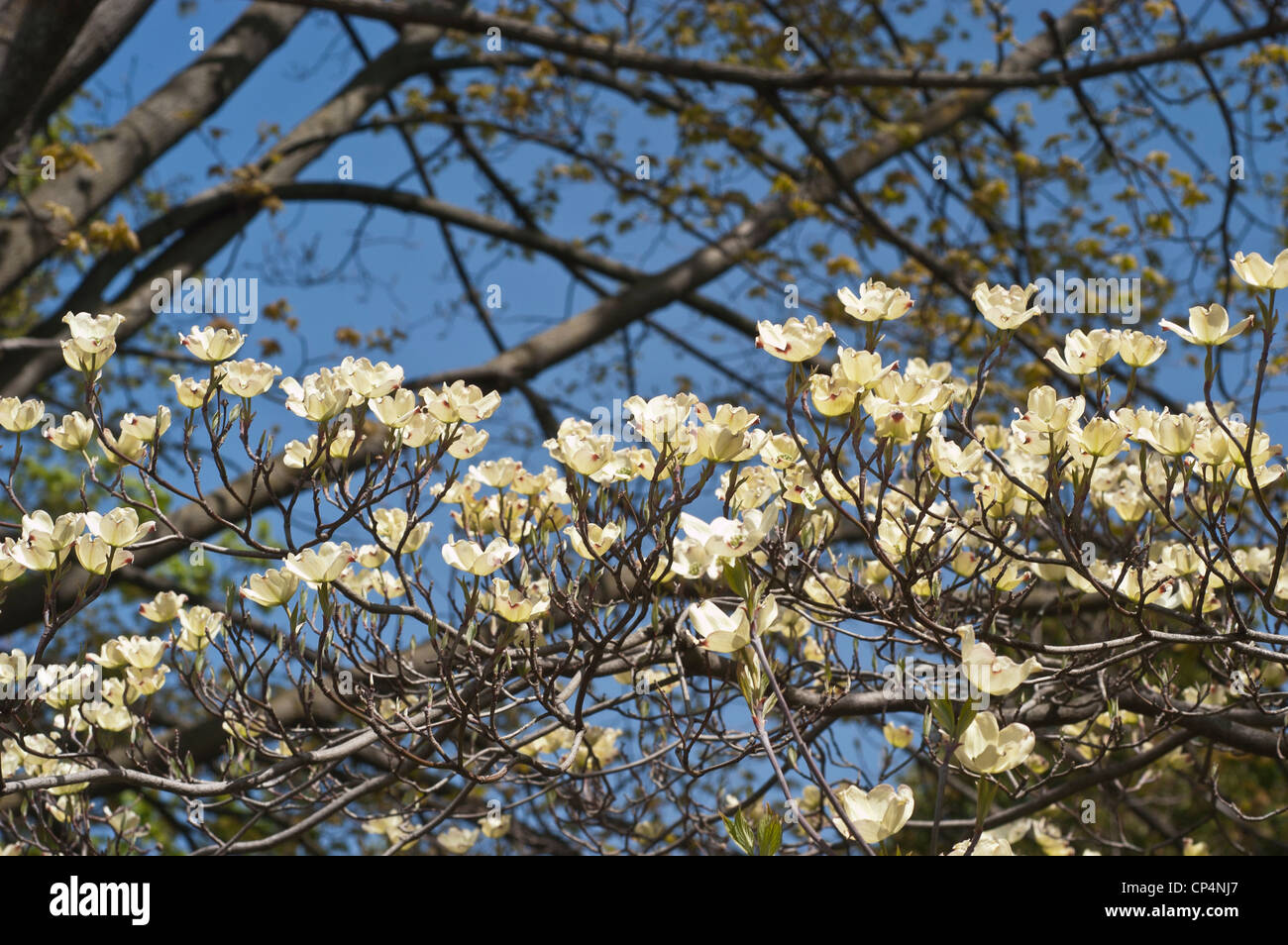 White flowers of Flowering Dogwood, Cornus florida, Cornaceae, Eastern ...