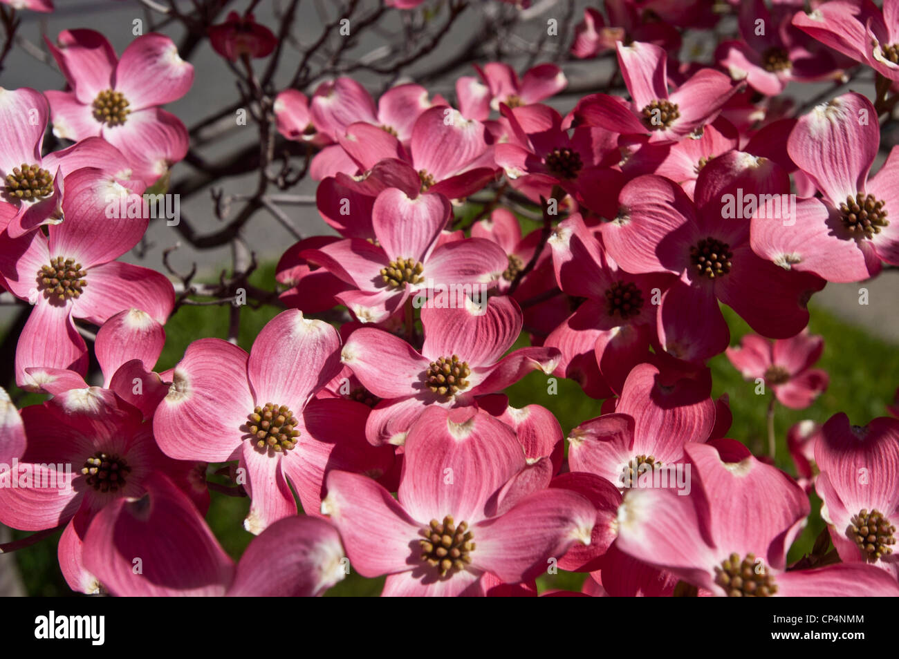 Pink flowers of Flowering Dogwood, Cornus florida, Cornaceae, Eastern ...