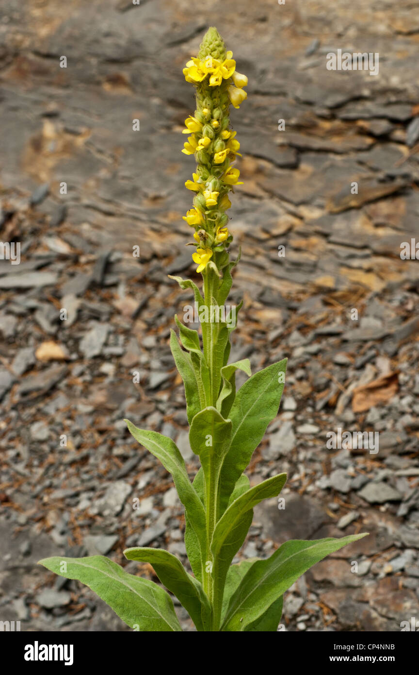 Red flowers and green foliage of Common mullein, Verbascum thapsus, USA ...