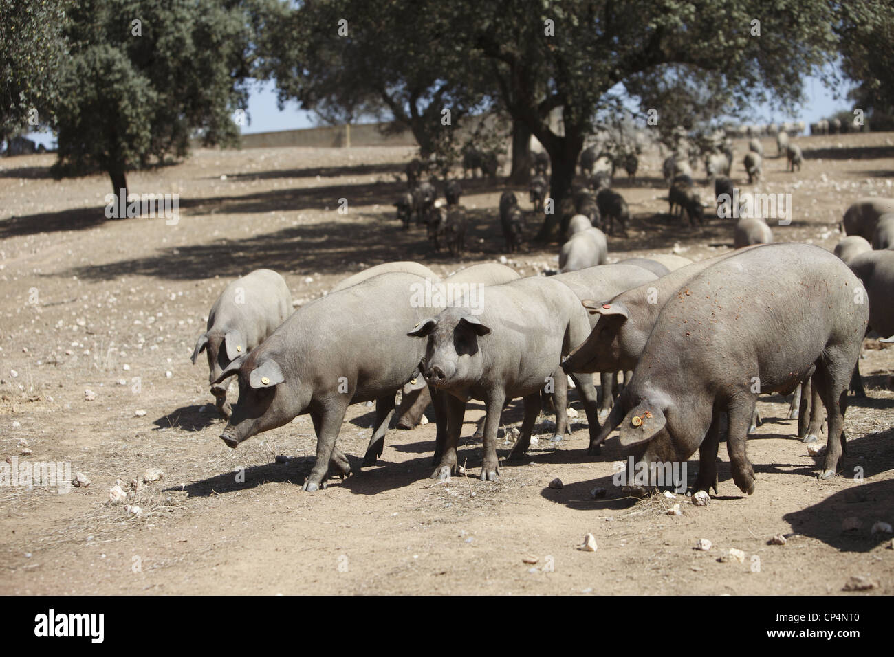 Black Iberian pigs on a farm with oak trees near Alburquerque ...