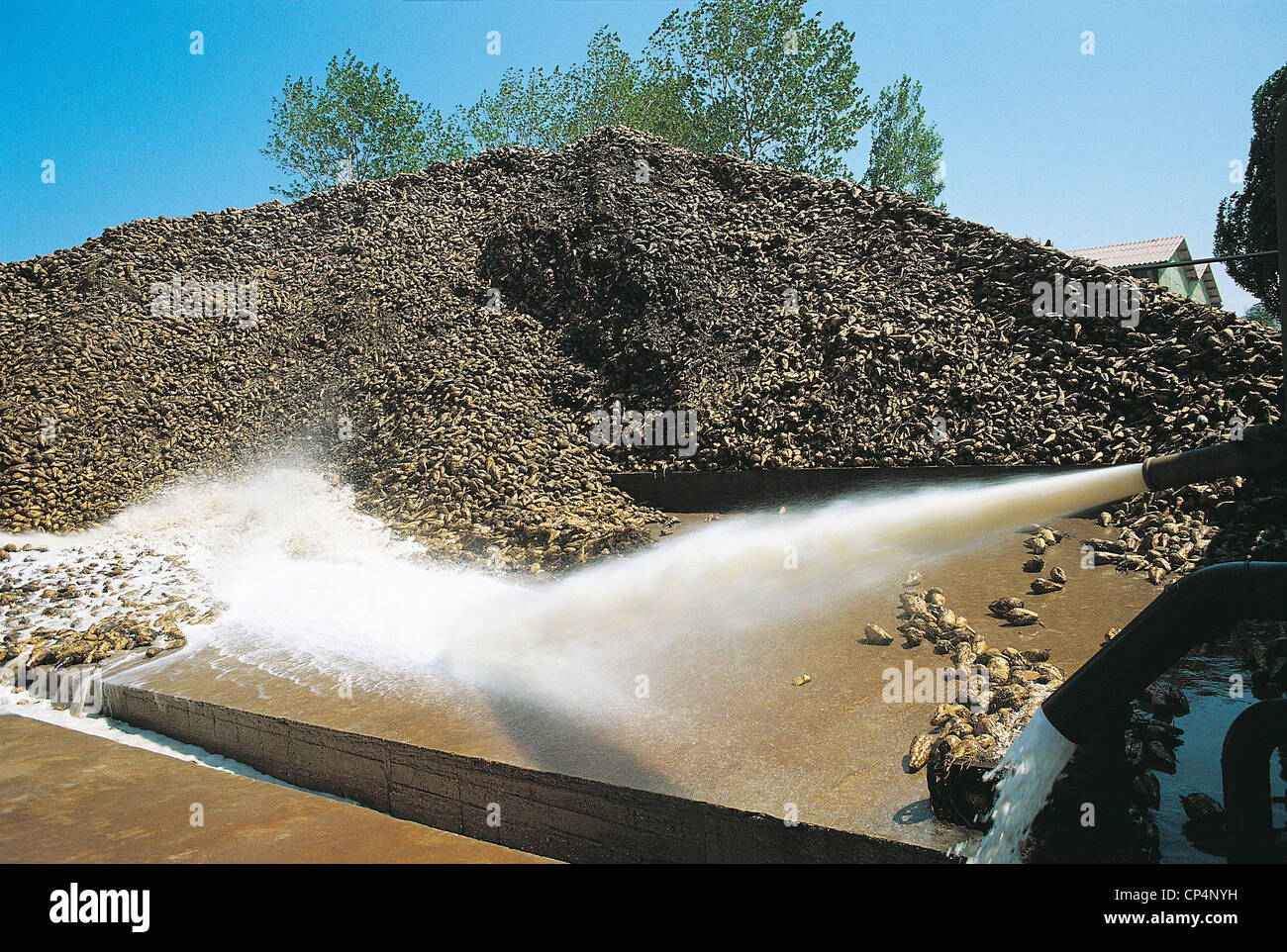 Sugar beet processing hi-res stock photography and images - Alamy