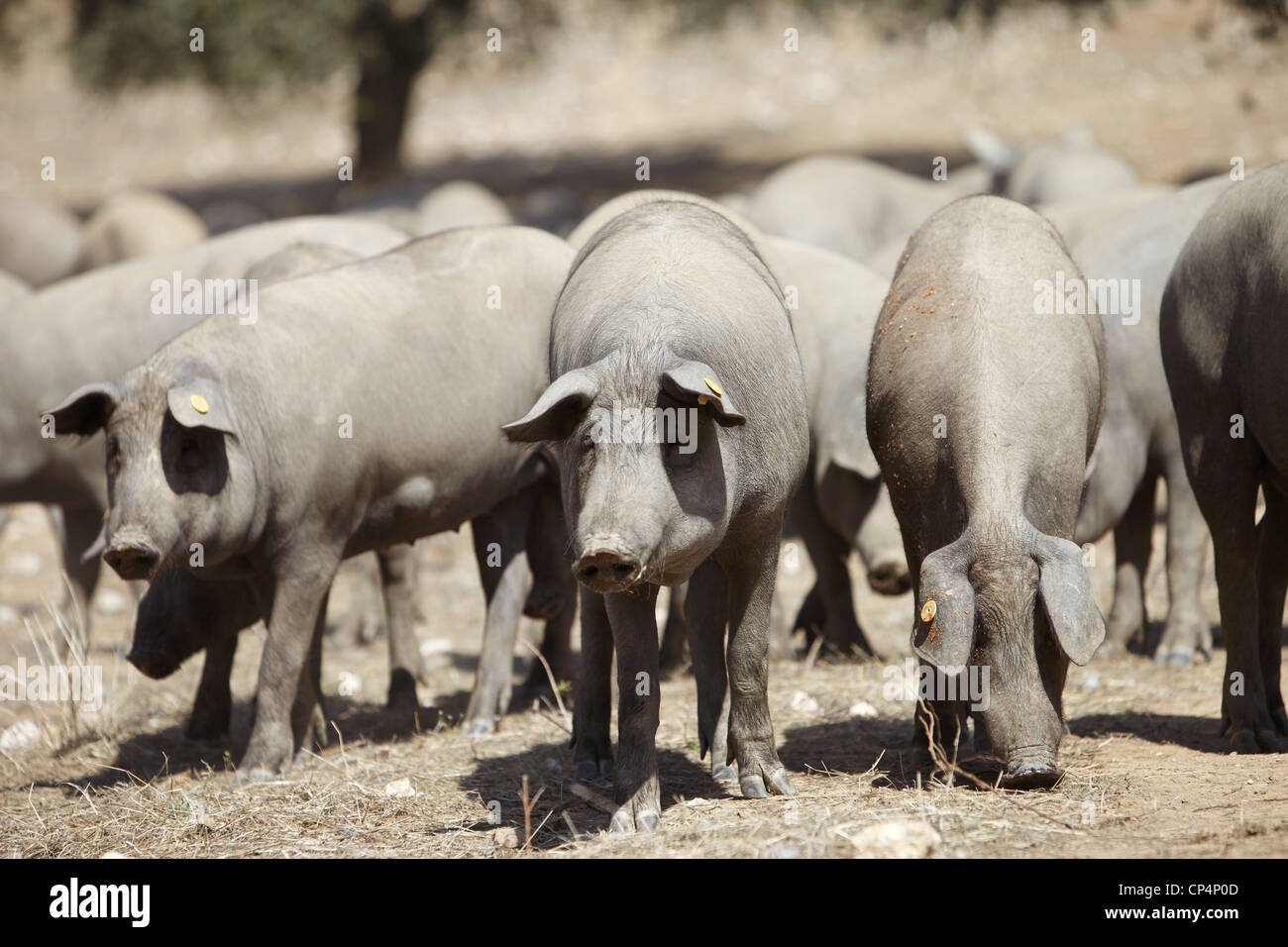 Black Iberian pigs on a farm with oak trees near Alburquerque ...