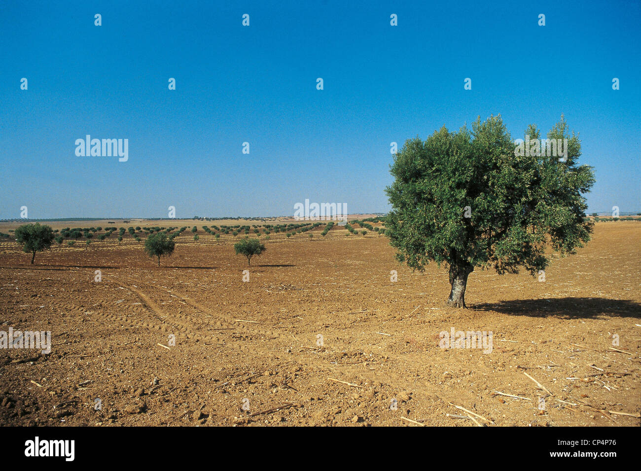 Portugal - Alentejo - the cork oak Stock Photo - Alamy