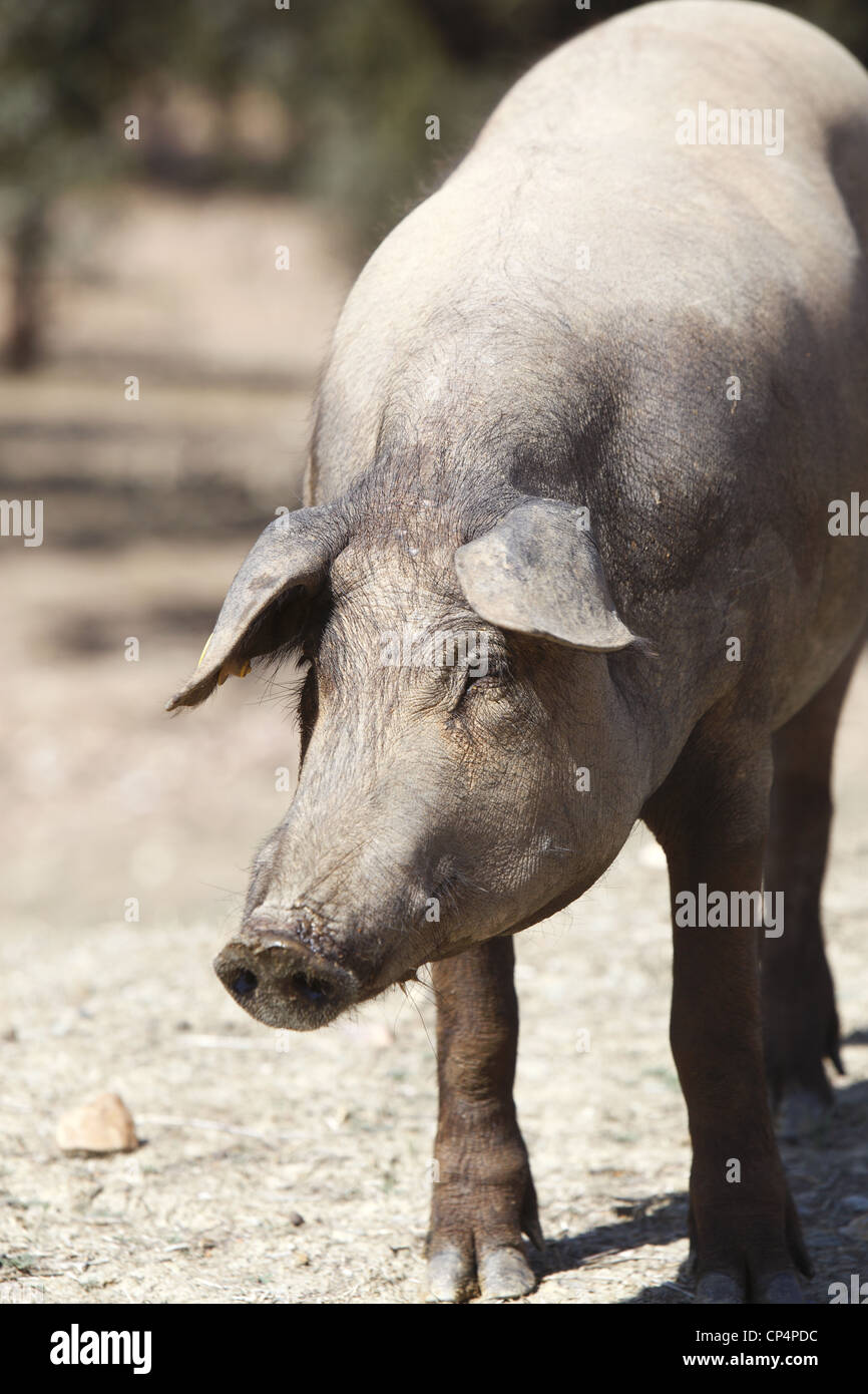 Black Iberian pig on a farm with oak trees near Alburquerque ...