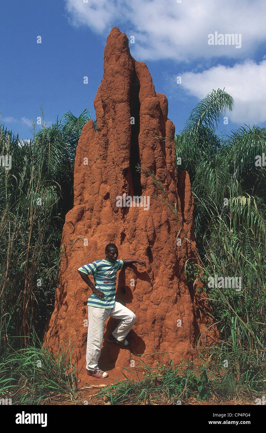 Ivory Coast Region - Isle of Man Termitarium Stock Photo - Alamy