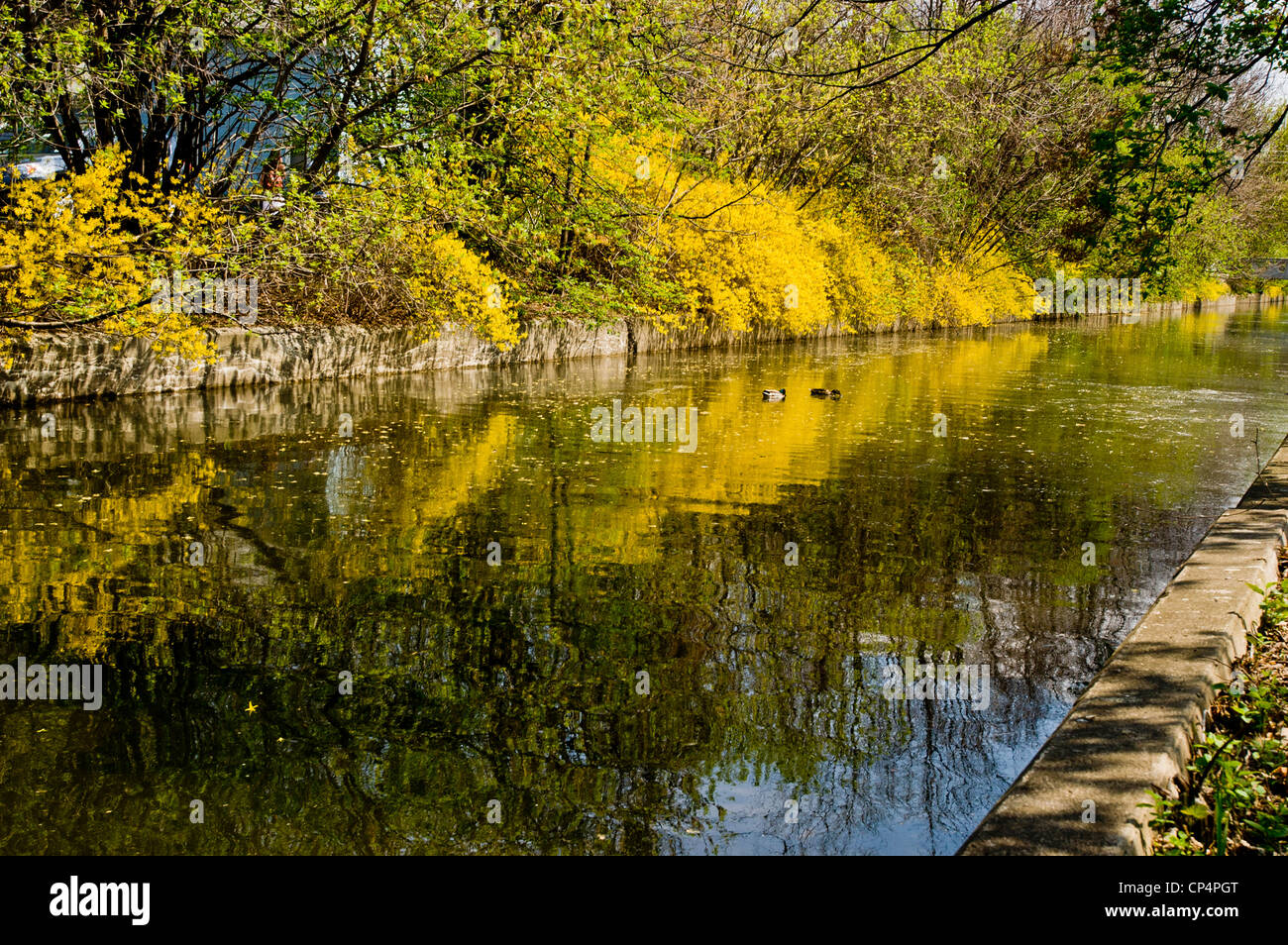 Yellow flowers of Forsythia bush in full bloom on the bank of ...