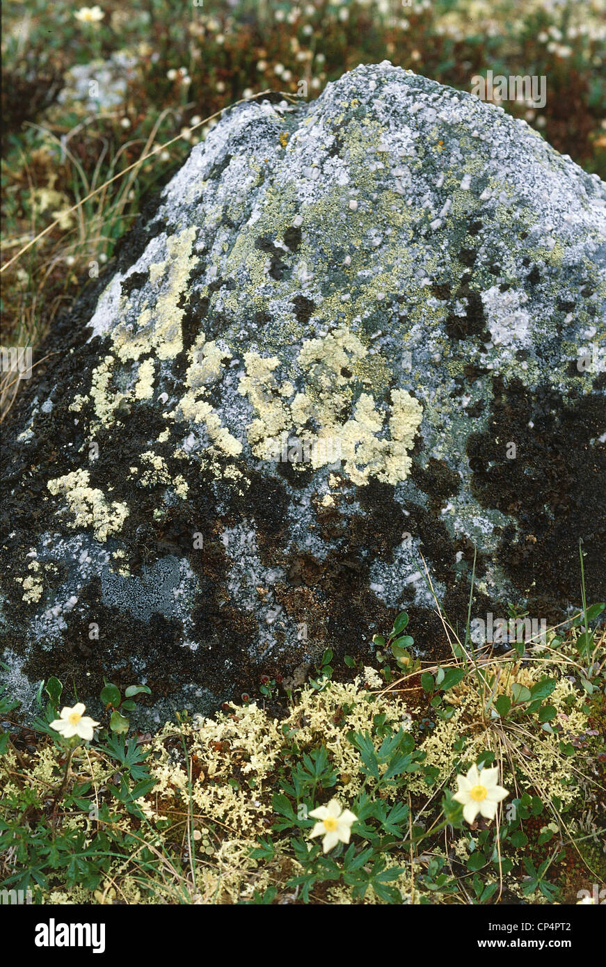 Many species hi-res stock photography and images - Alamy