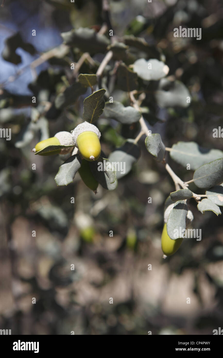 Acorns growing on oak trees which will feed Black Iberian pigs when ...