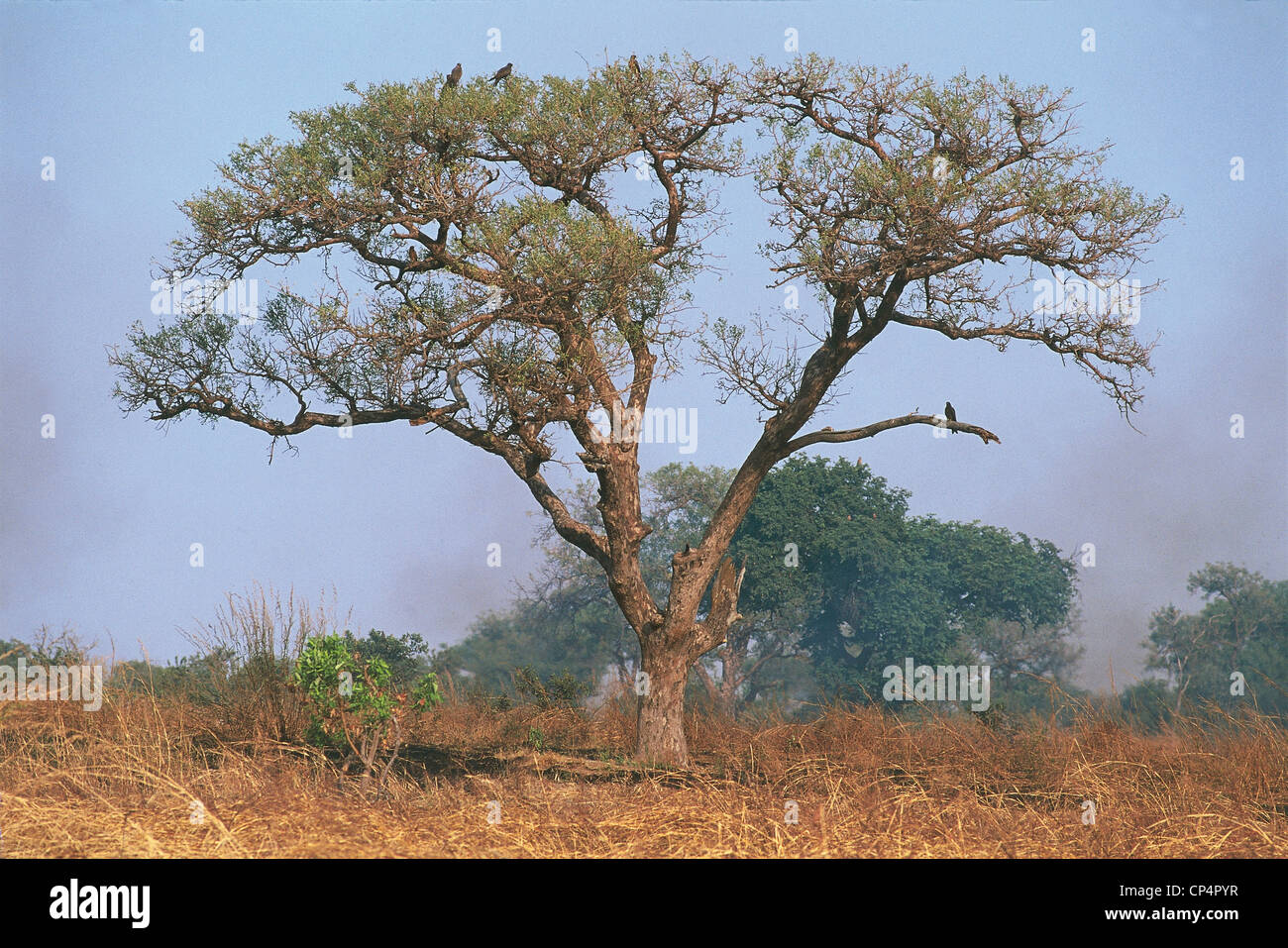 Cameroon - Northern Region - Waza National Park (Waza National Park ...