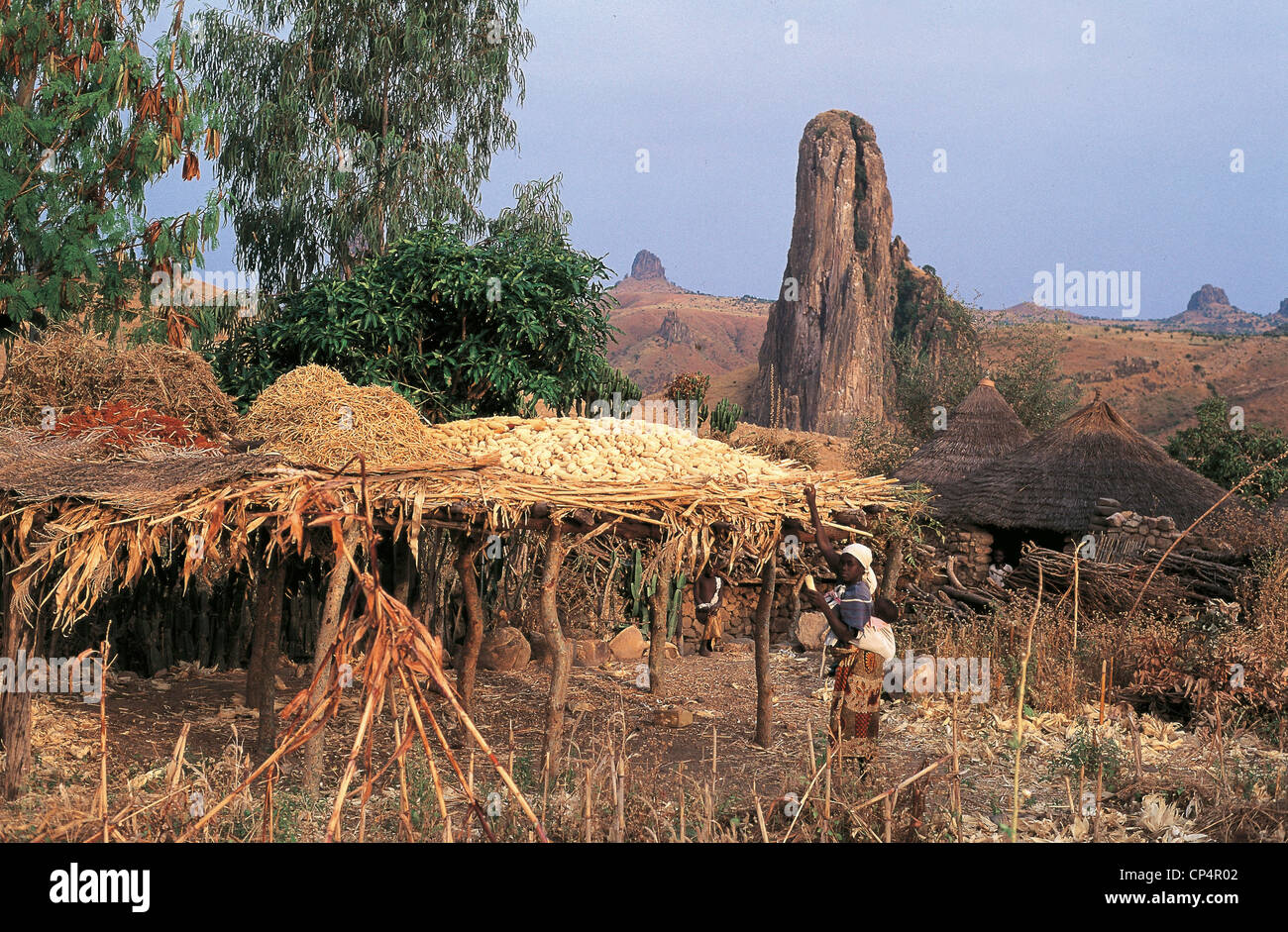 Cameroon - Northern Region - Kapsiki - Rumsiki. Posed to dry corn cobs ...