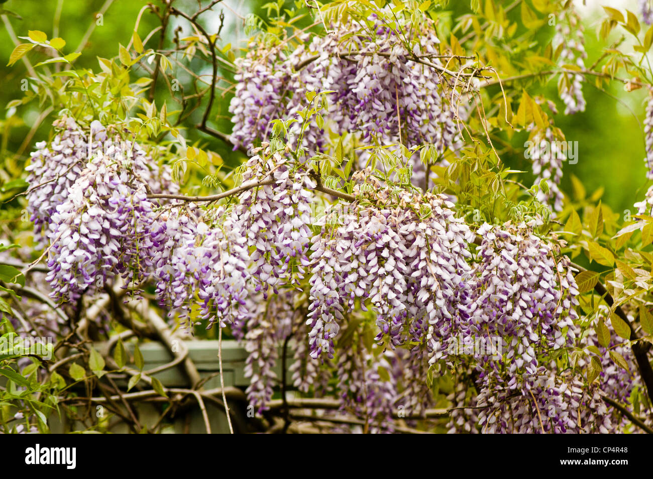 Pale violet purple lilac pink flowers of Wisteria climbing vine Stock ...